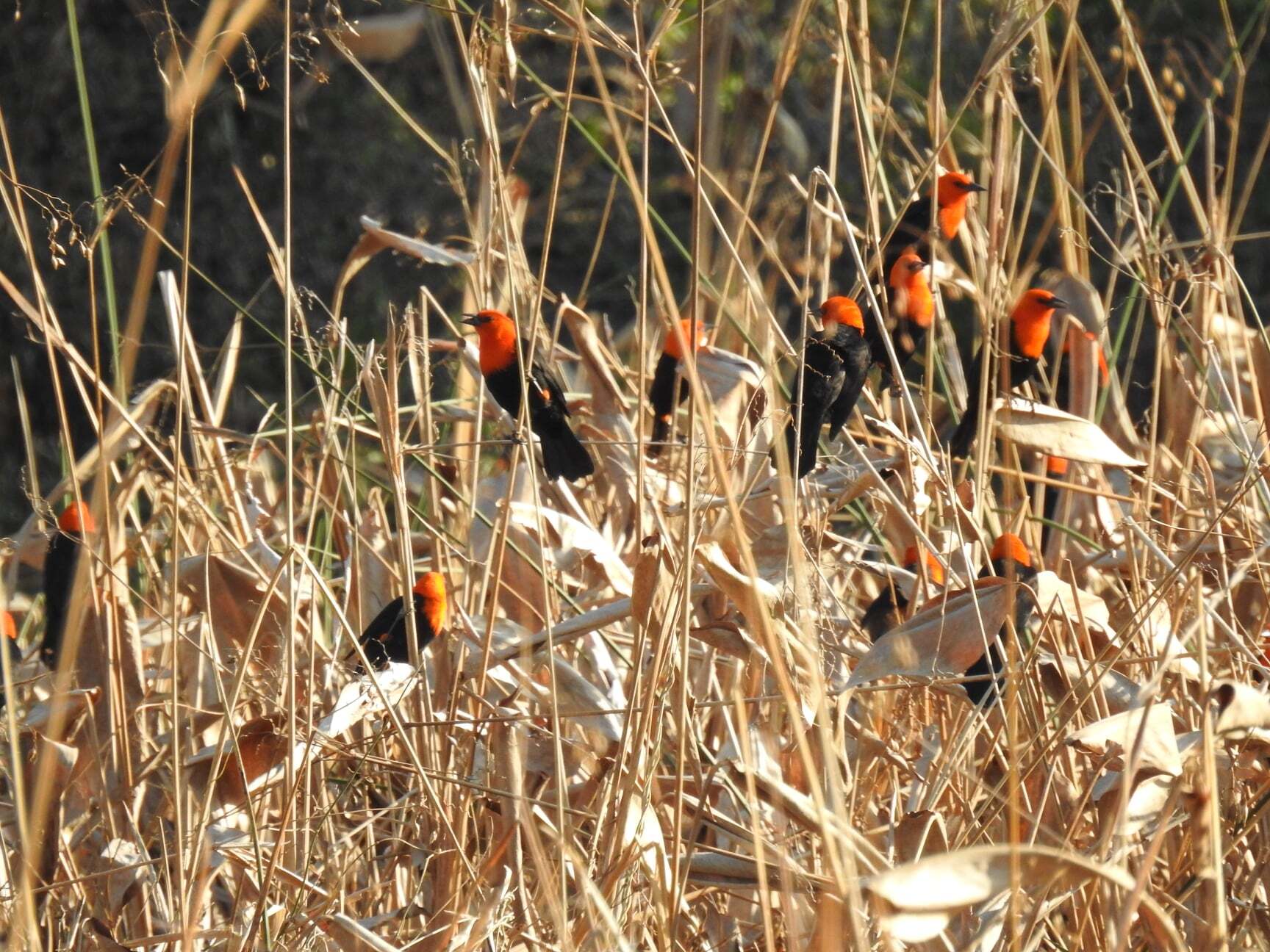Identifican aves y mamíferos para un nuevo Parque Nacional en el Chaco ...
